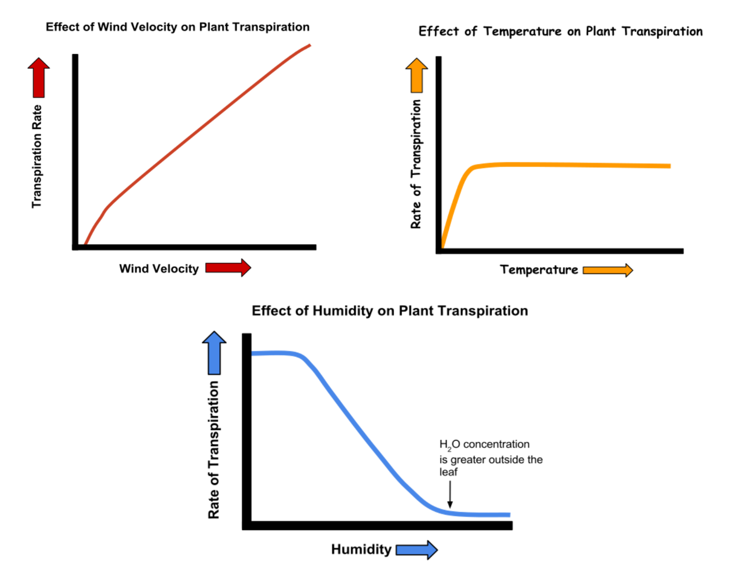Transpiration and the factors affecting it — lesson. Science State ...