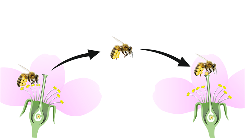 Cross-pollination and its agents — lesson. Science CBSE, Class 10.