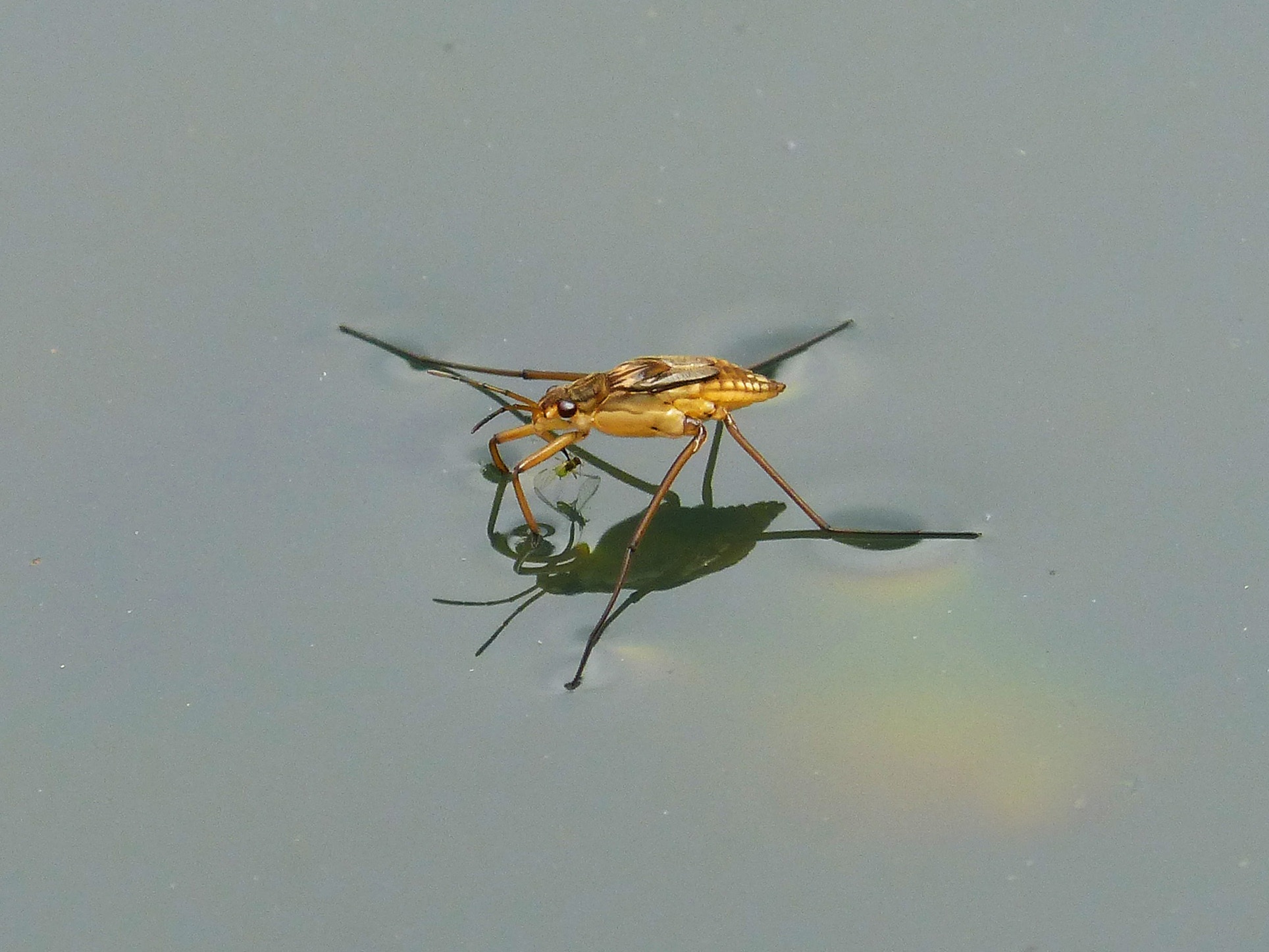 Surface tension and its applications — lesson. Science State Board ...